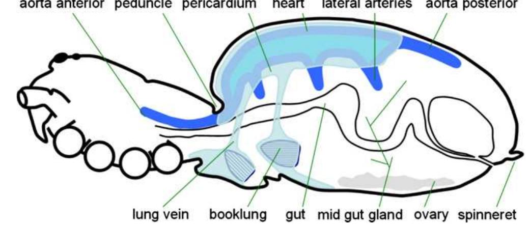 Schematic sagittal diagram of a tarantula’s anatomy.