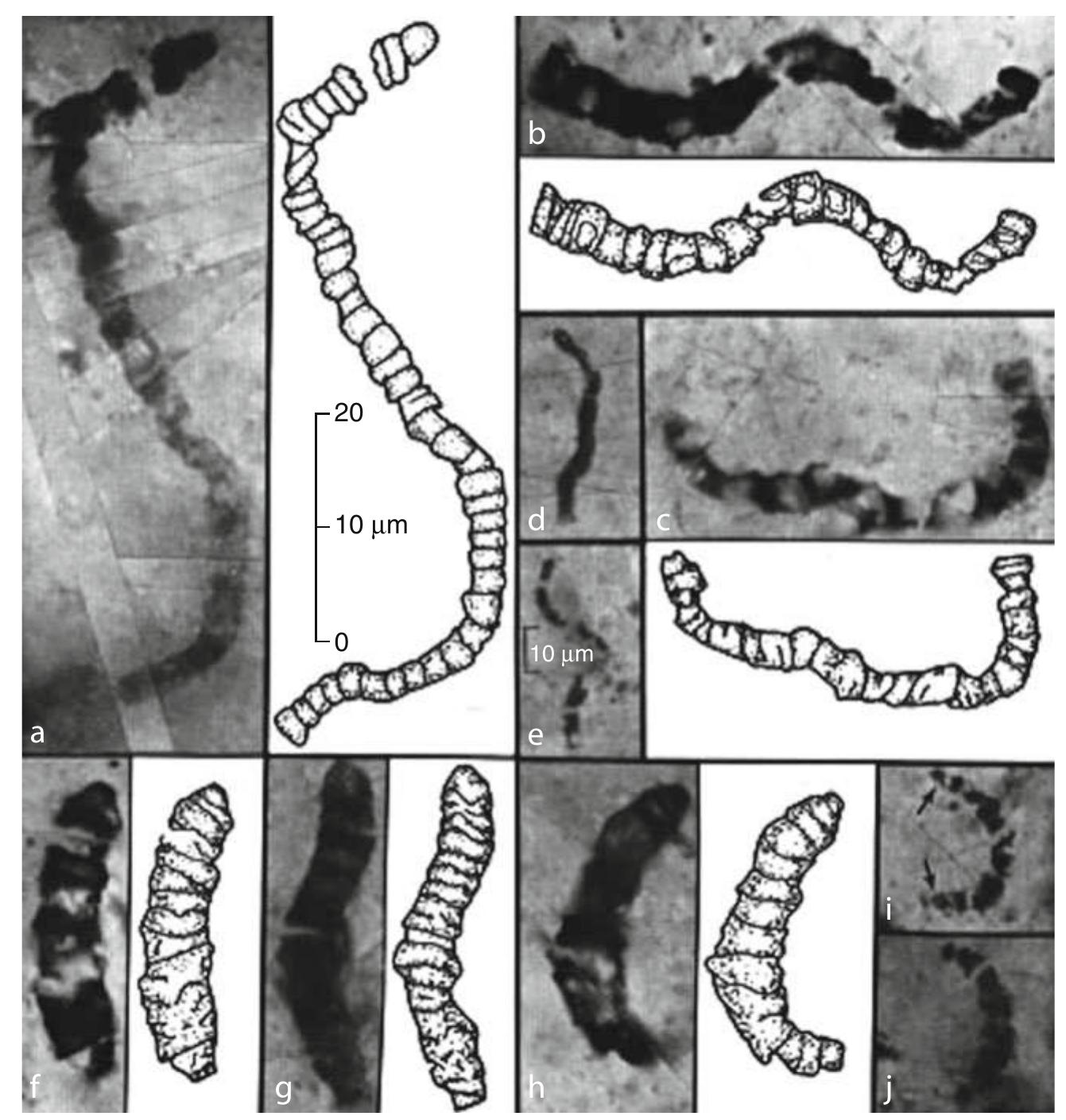 Figure 1 - from Apex Chert, Microfossils