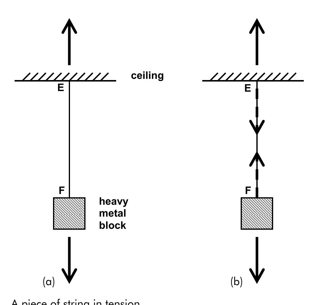 Point. this upward force within the string at this point is