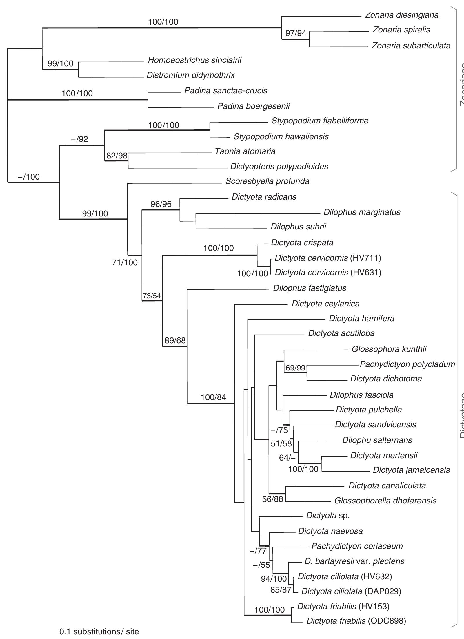 Fic. 4. phylogram of the single maximum likelihood (ml) tree