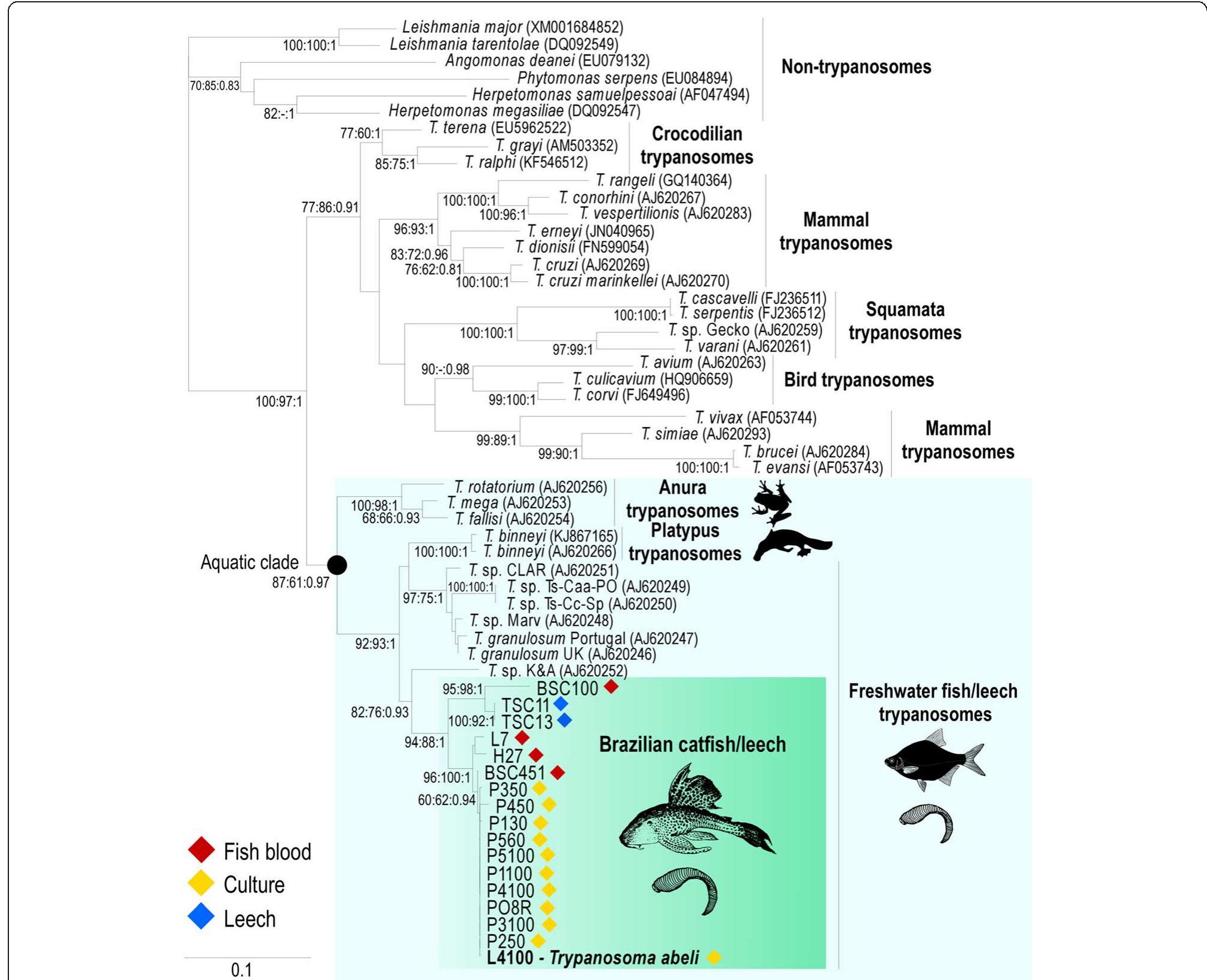 Phylogenetic tree of fish trypanosomes with the positioning