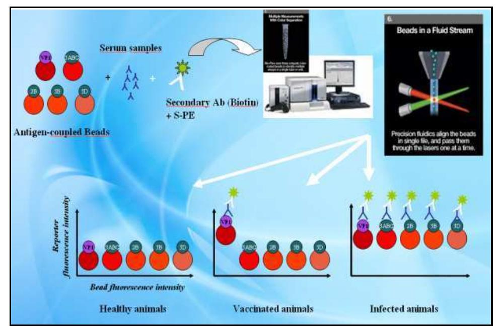 Coupling efficiency was assayed using different protein
