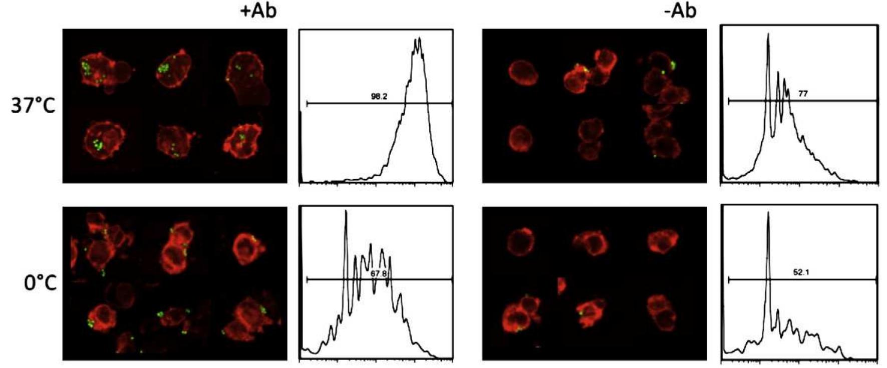 Phagocytosis assay. confocal microscopy images and flow