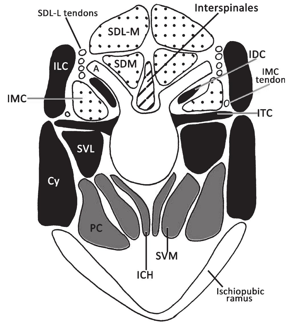 Cross-section of the tail at the level of the first caudal