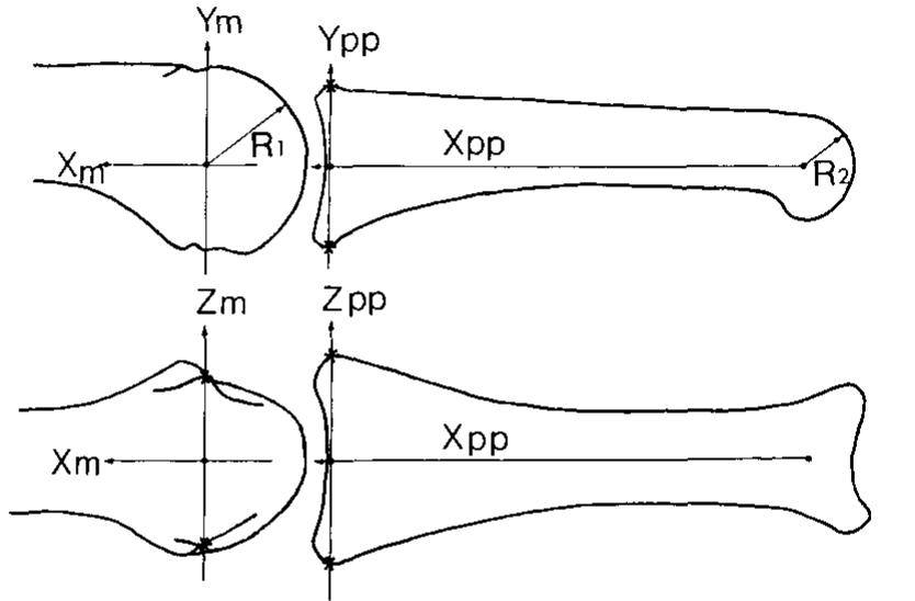 Definition of the coordinate system. lateral view (top) and