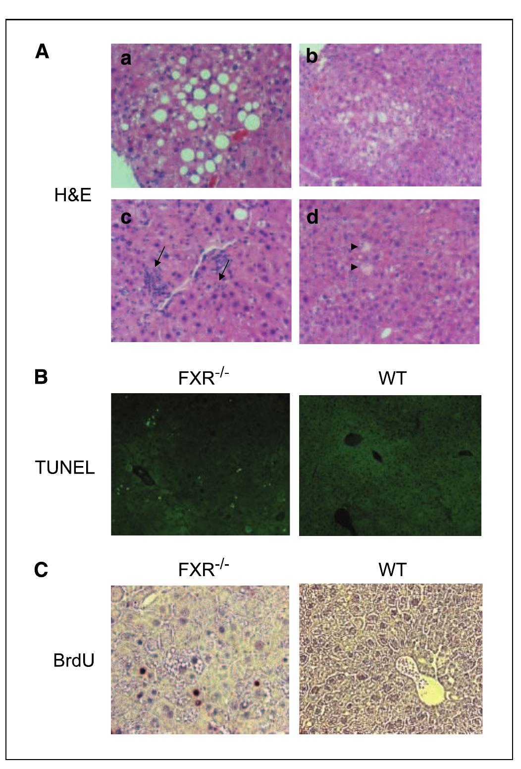 Liver h&e, tunel, and brdu staining of fxr~~ mice. a, a—d,