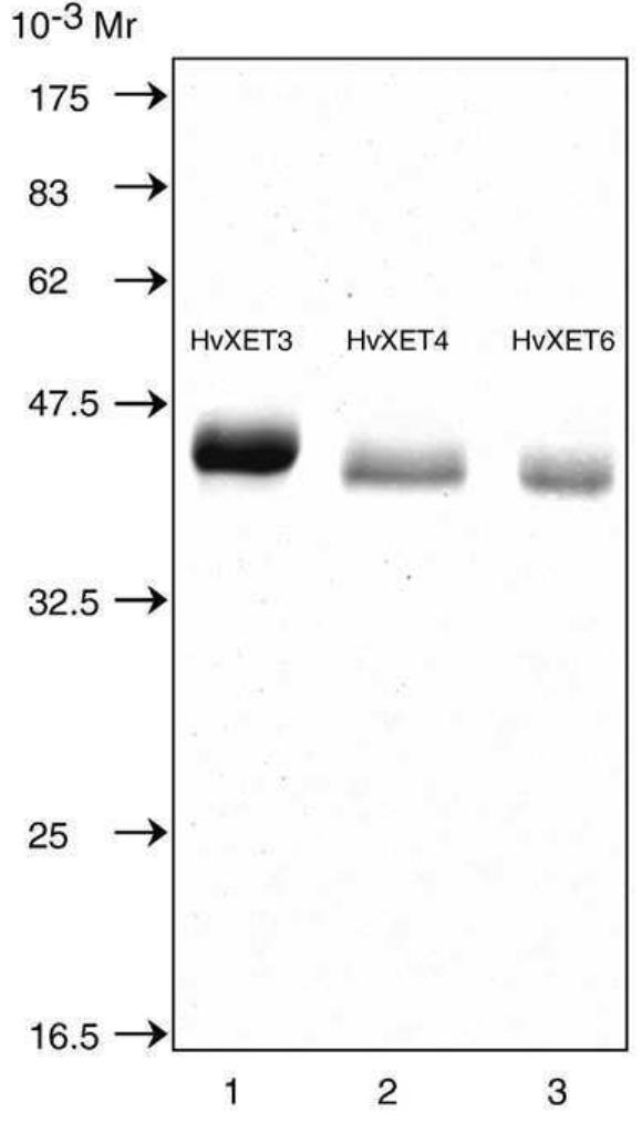 Figure 2 - from Xyloglucan xyloglucosyl transferases from