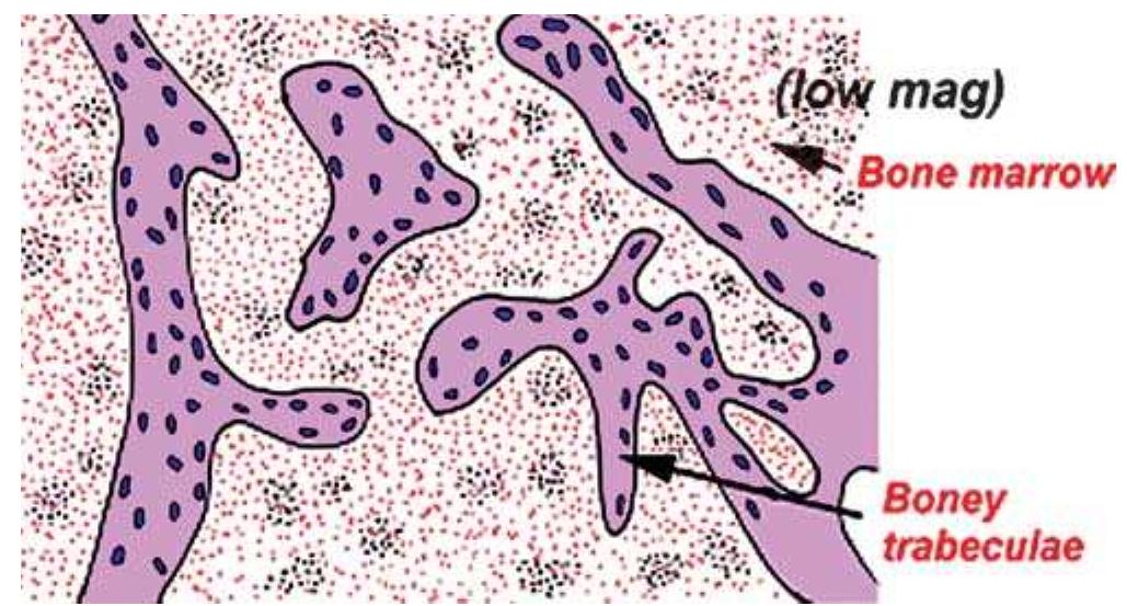 Cartoon of spongy bone. spongy bone (also called trabecular