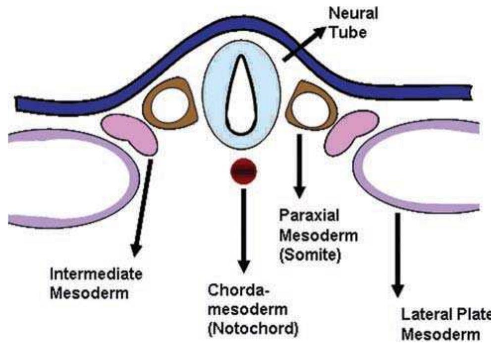 Diagram of cross-sectional area of a vertebrate embryo that