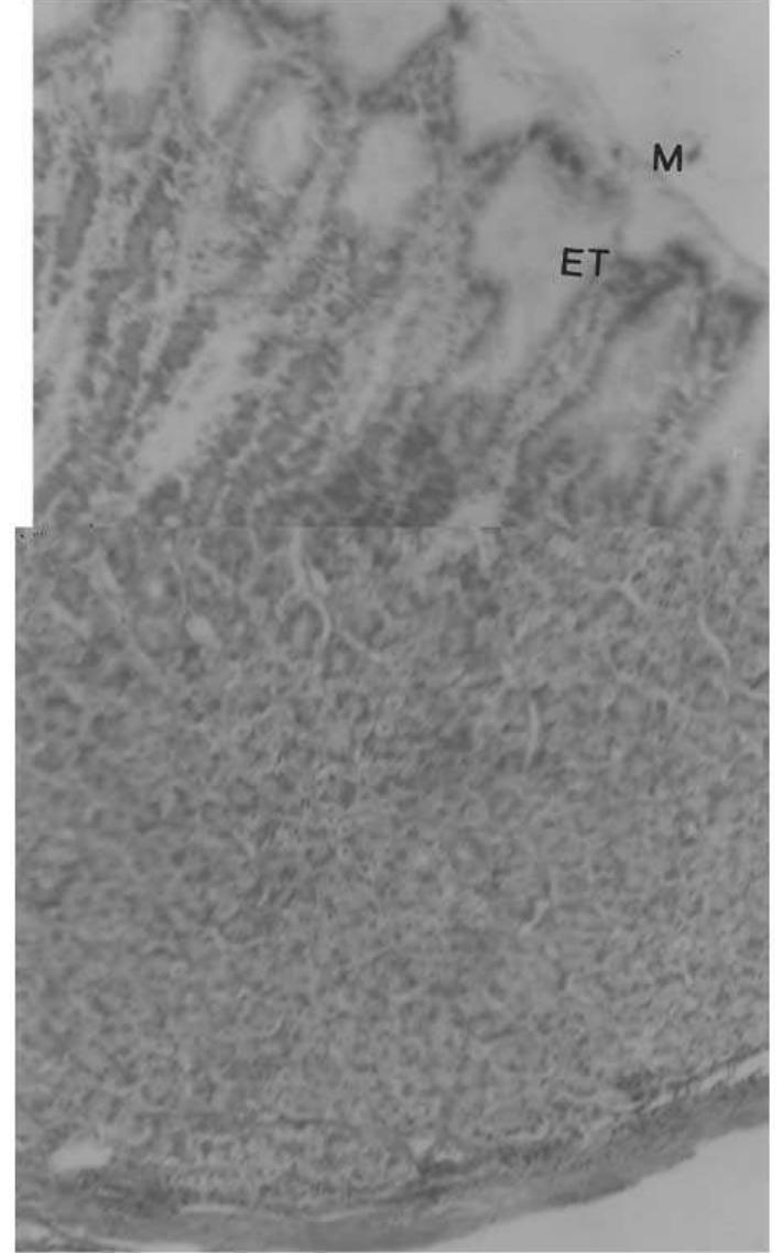 Transverse section of the stomach in control group note