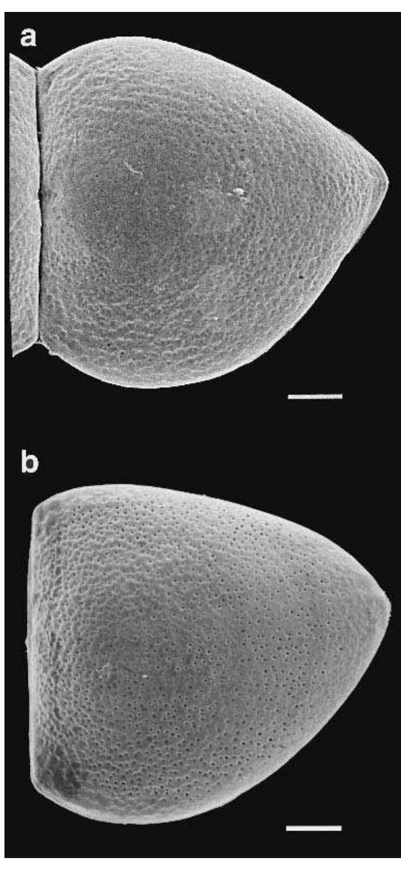 Scanning Electron Micrographs Showing The Shapes Of The