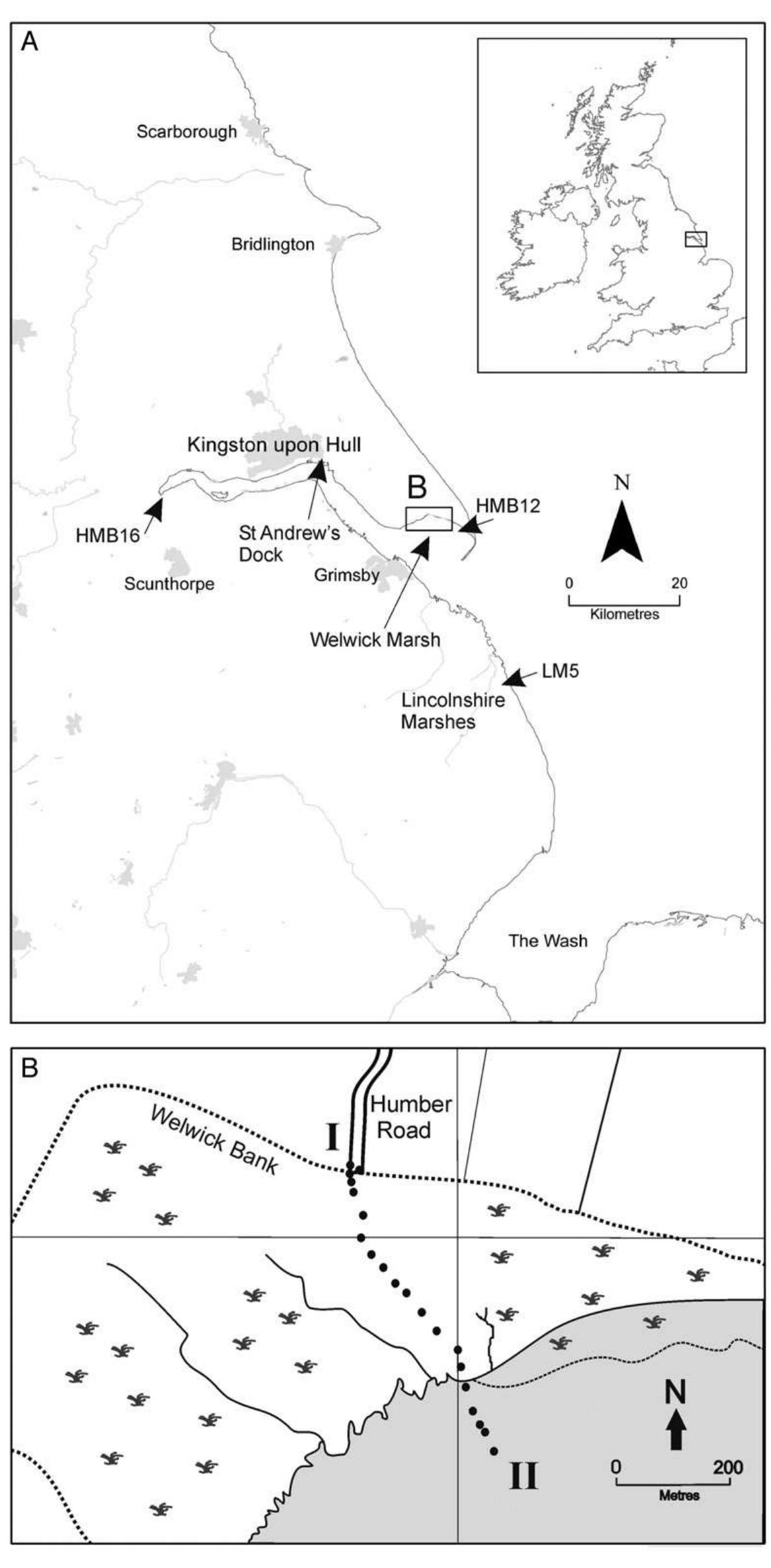 A) map of the humber estuary showing the location of welwick