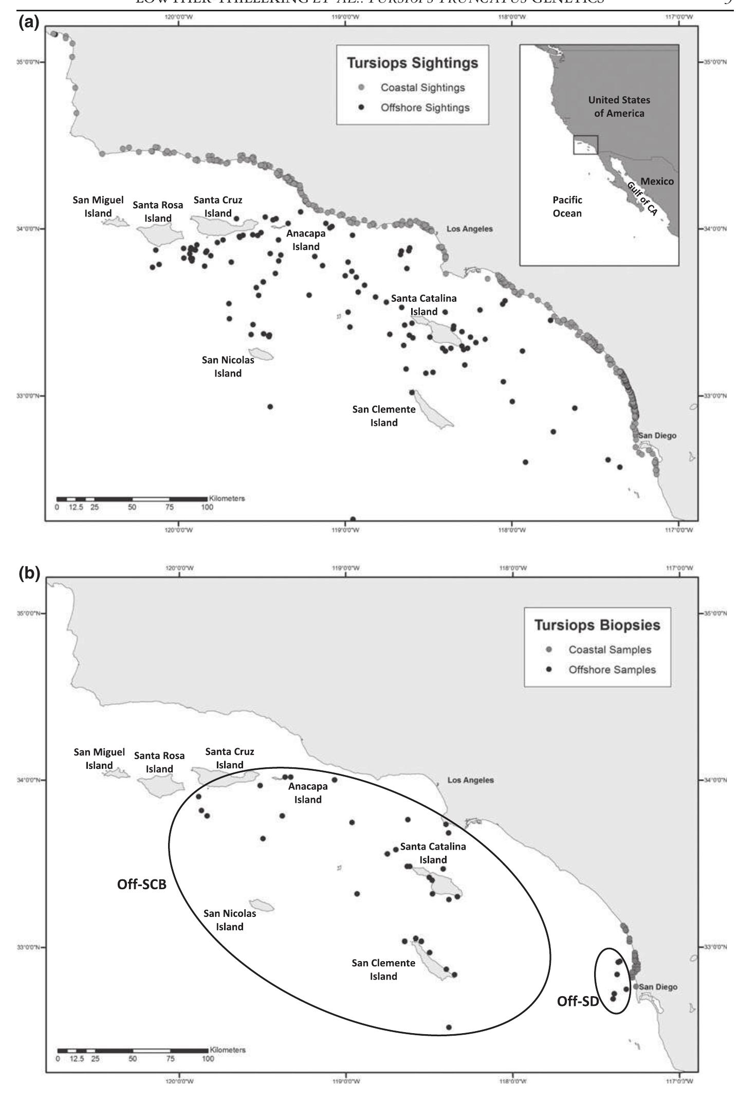 Sightings and biopsy locations of t. truncatus within the