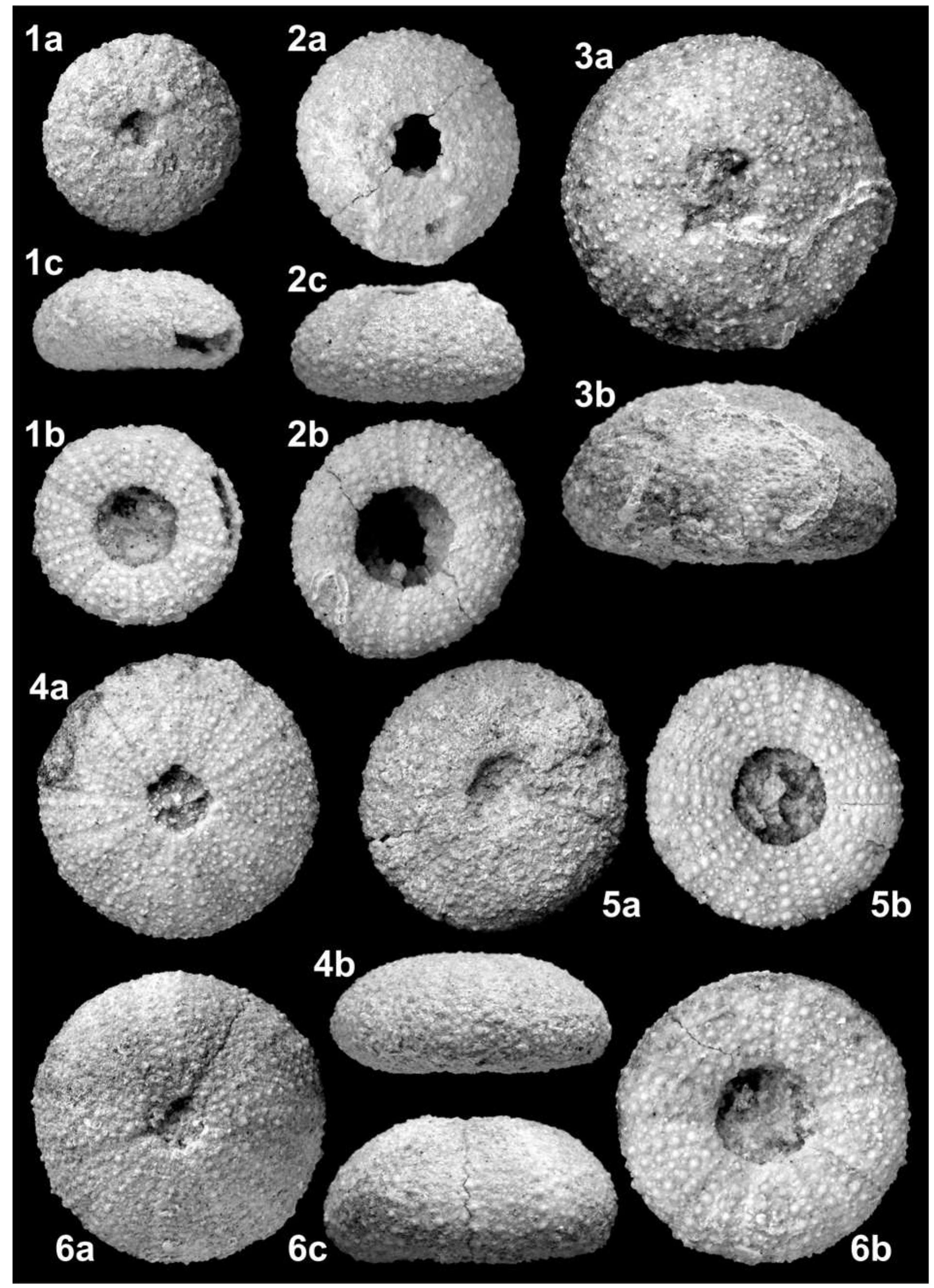 Figure 9 - Badenian (Middle Miocene) echinoids and starfish