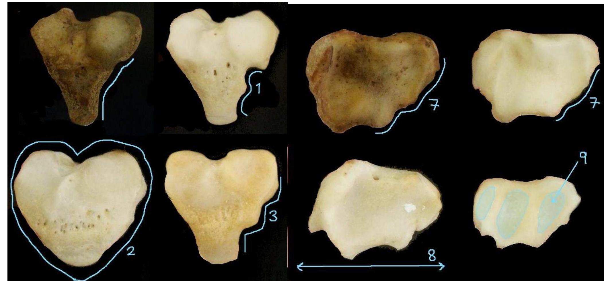 B: tibia, proximal (left) and distal (right) views.