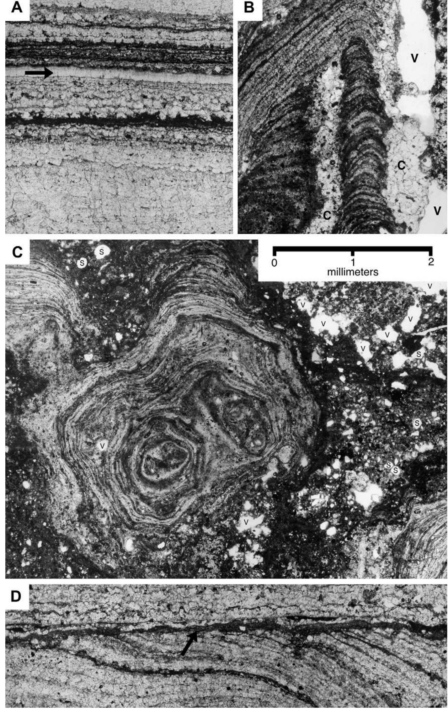 Photomicrographs of the wonderwerk stalagmite, all at the