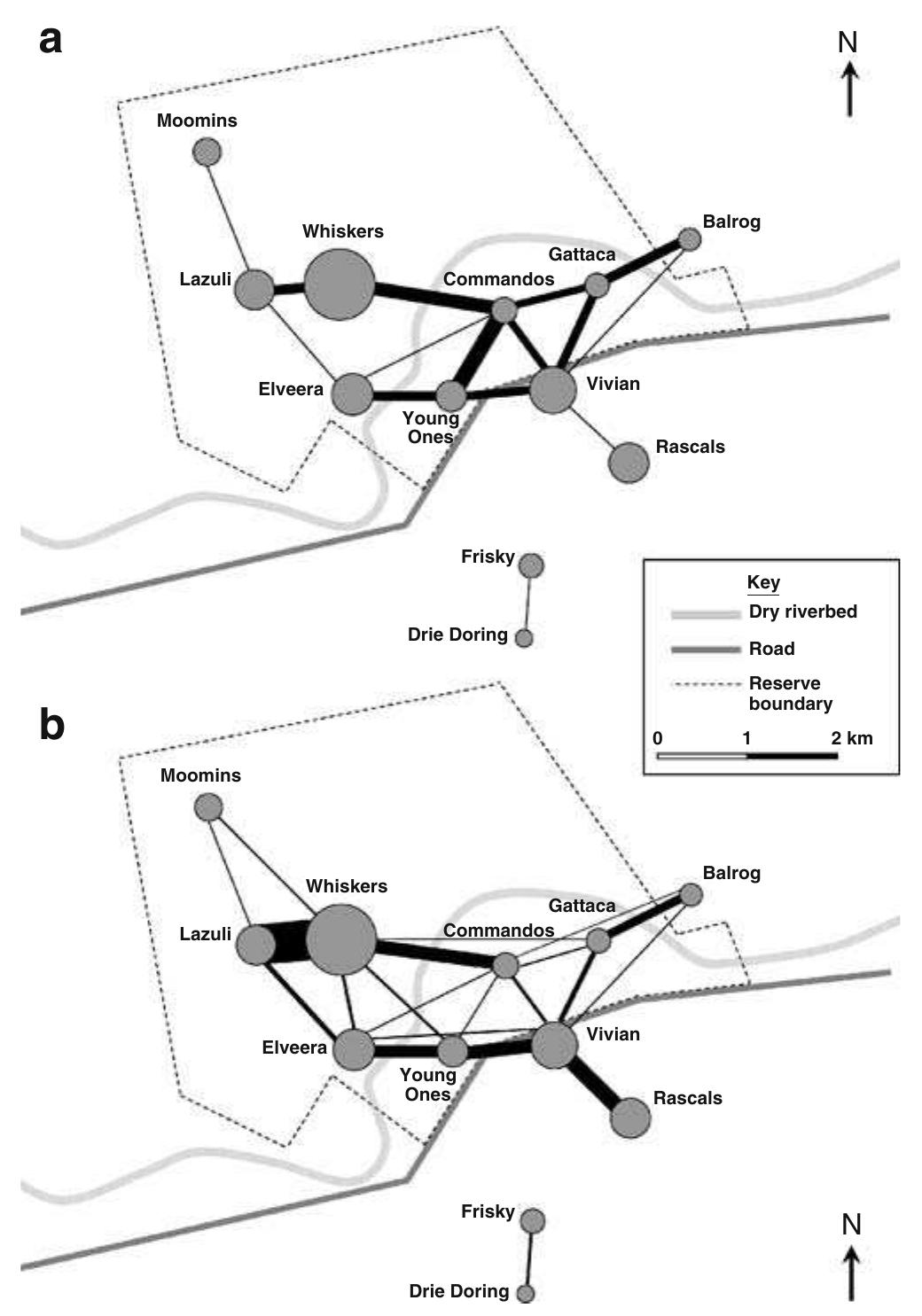 Figure 1 - from The social network structure of a wild