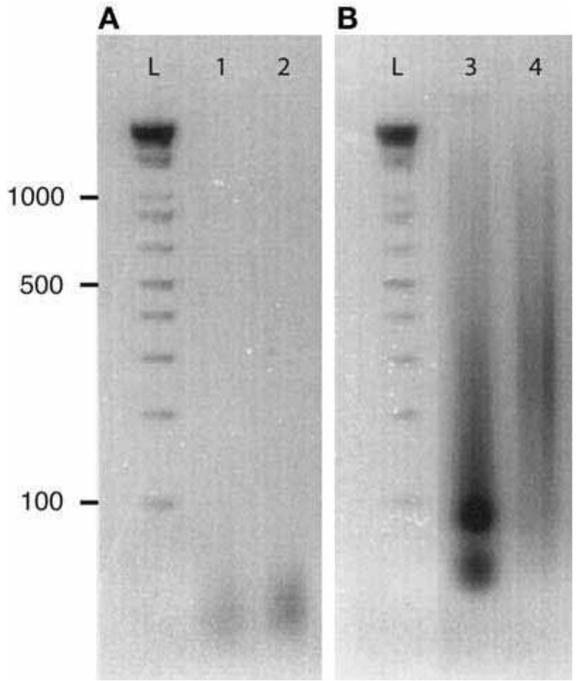 Amplified rna (arna) before and after fragmentation. (a)