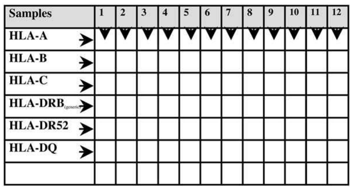Sample of hybridization data sheet prepared for this