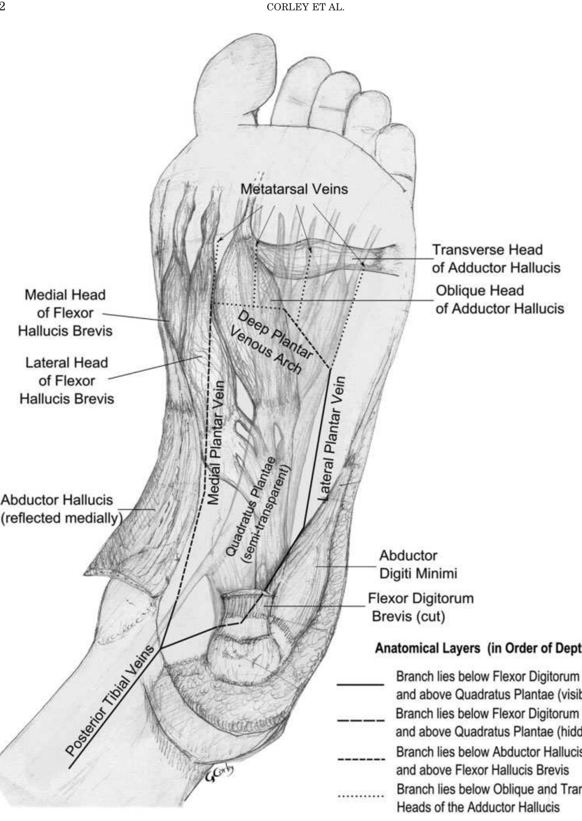 Schematic diagram illustrating the general features of the