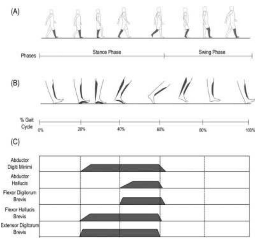 A: phases of the gait cycle, with reference to the right leg