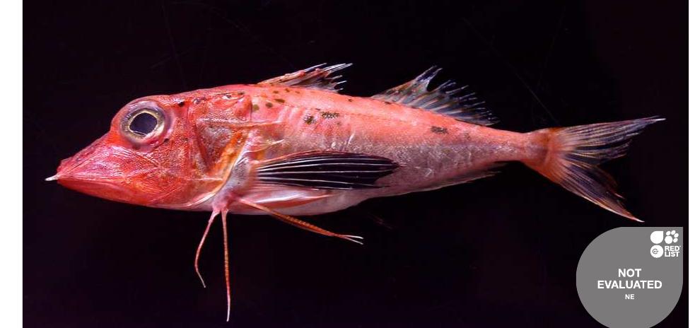 Image 10. pterygotrigla arabica