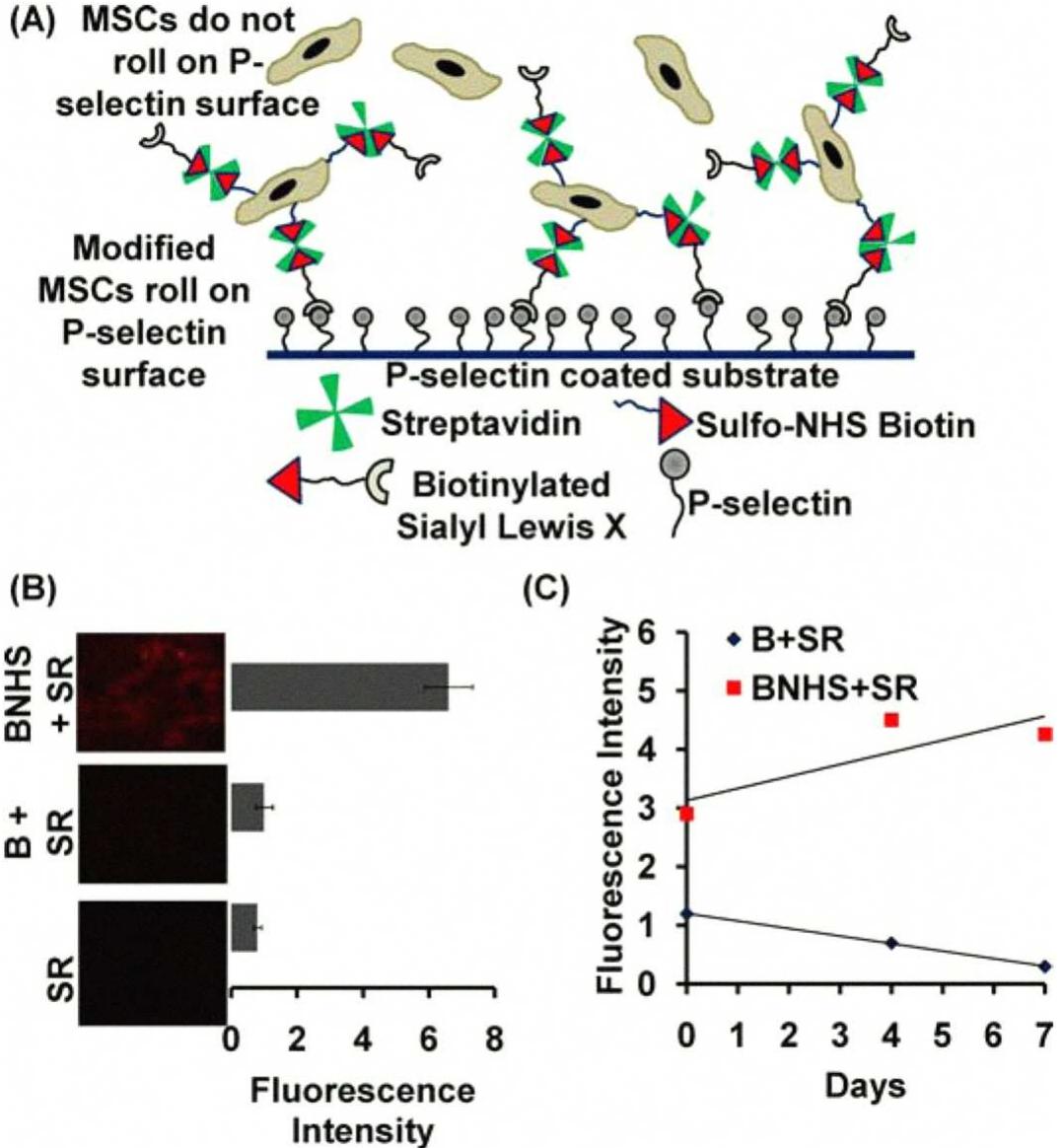 (a) schematic presentation of rolling of mscs modified with