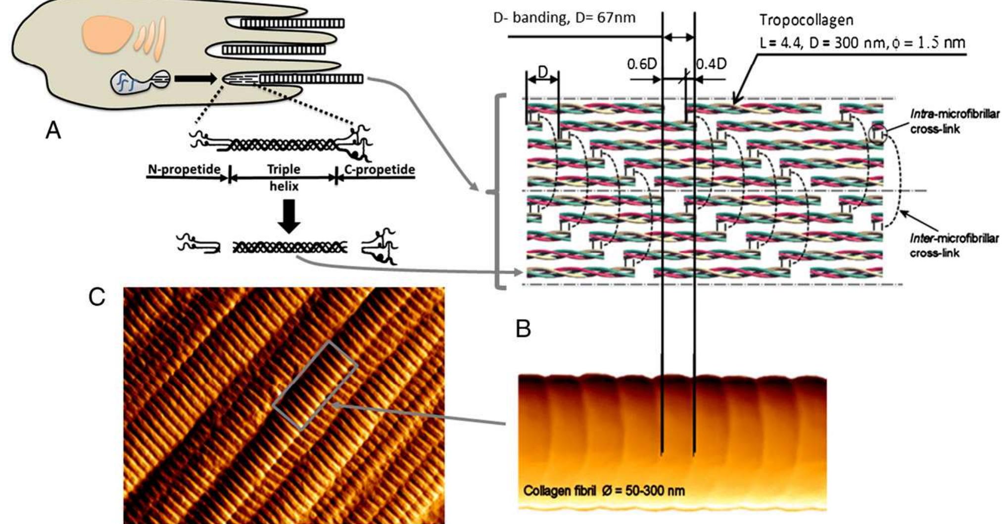 Micro and ultra-structure of collagen. (a) secretion of