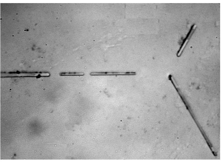 Fae ~* ase two types of experiments revealing the key role