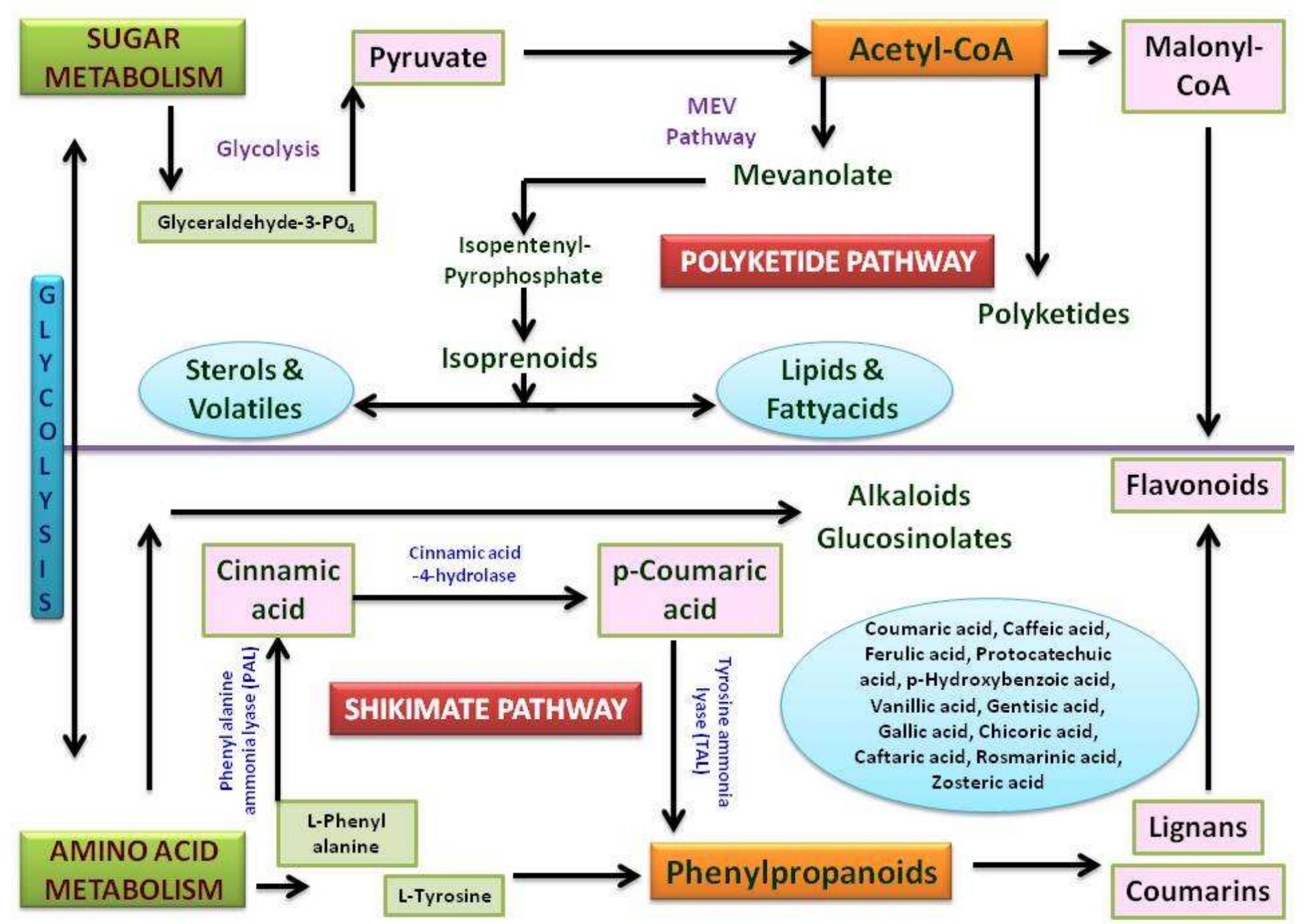 Schematic overview of the biosynthetic routes involved in