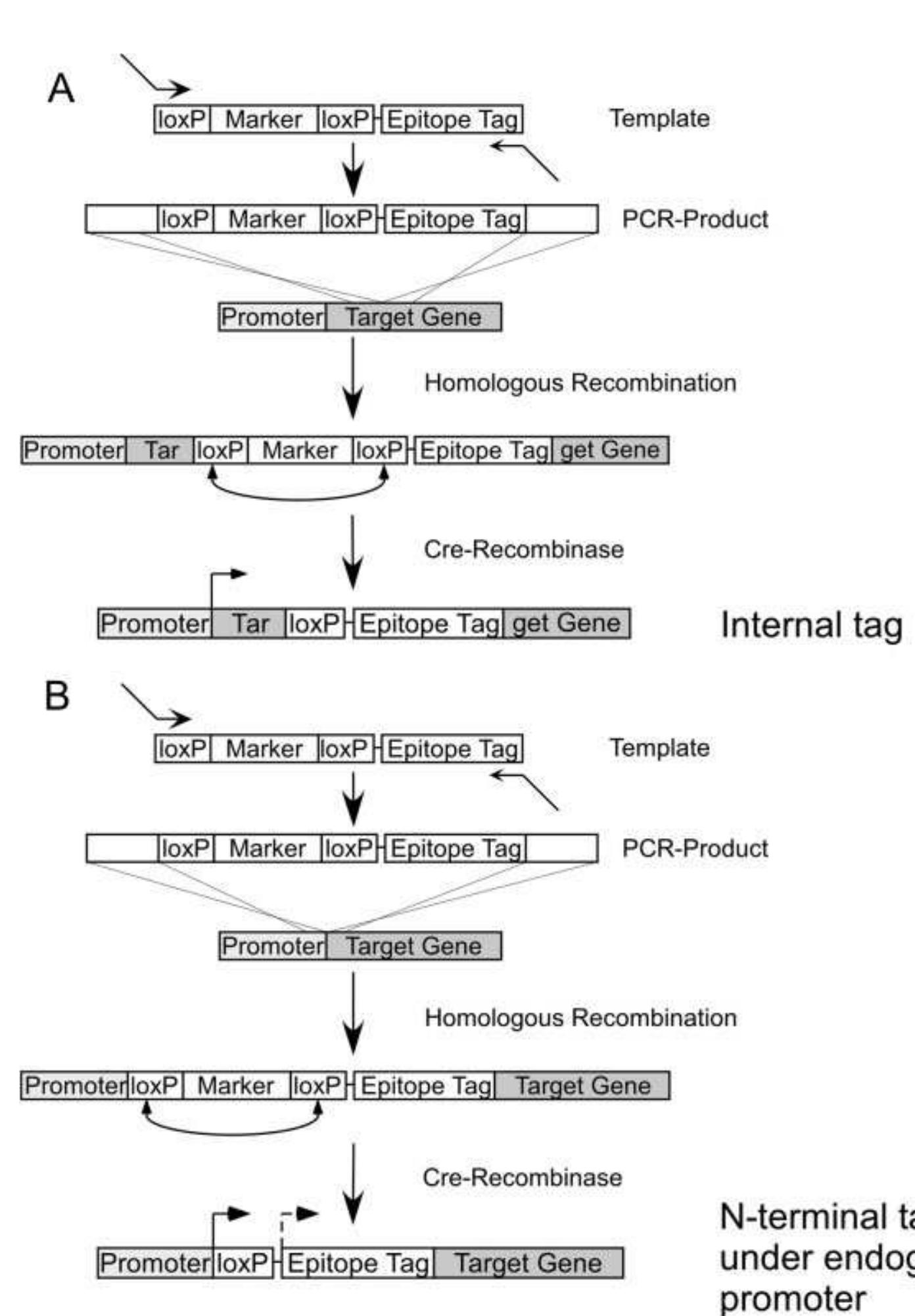 |. schematic representation of (a) internal tagging or (b)