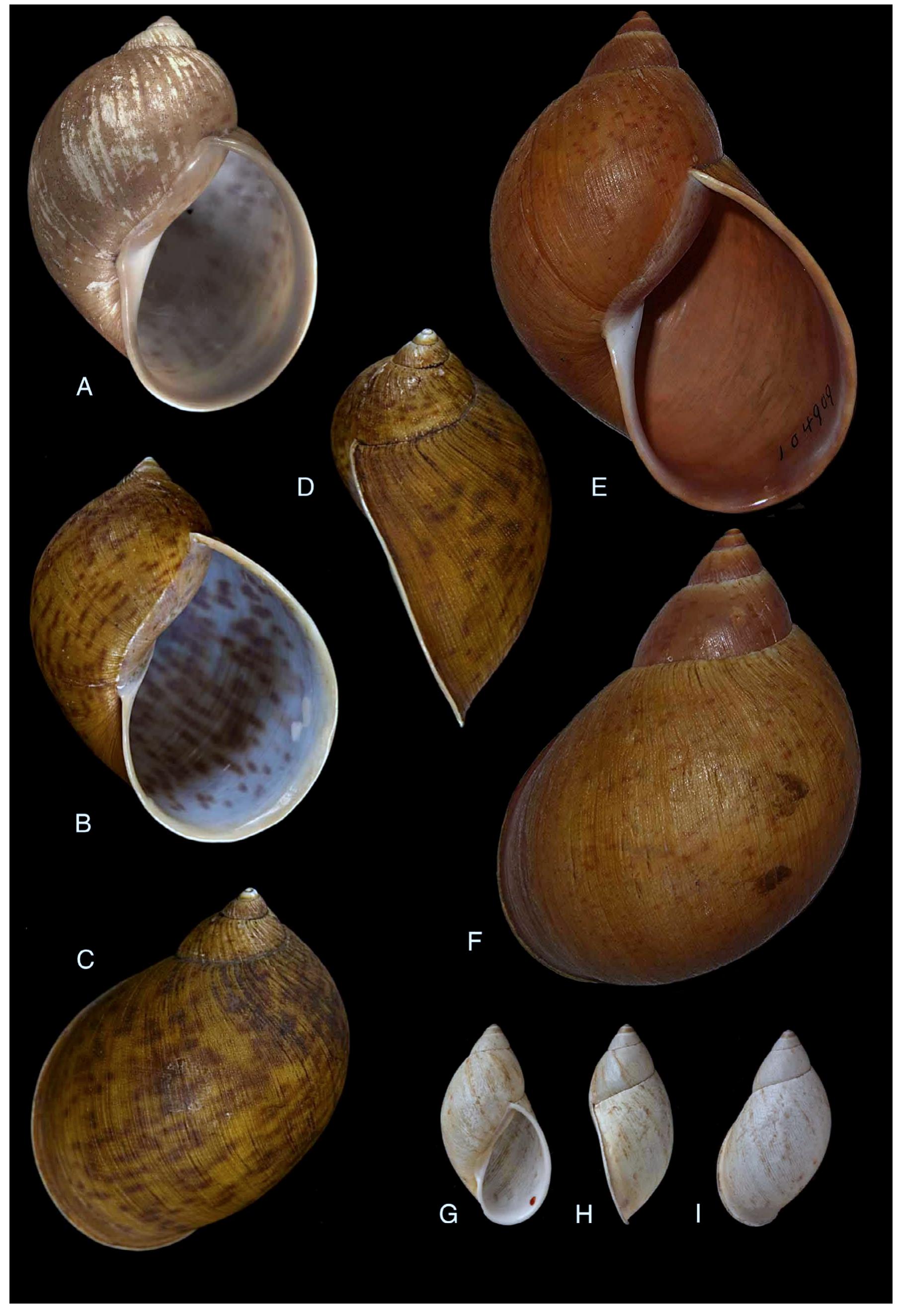 Plekocheilus (eurytus). a. p. (e.) coloratus (nyst, 1845),