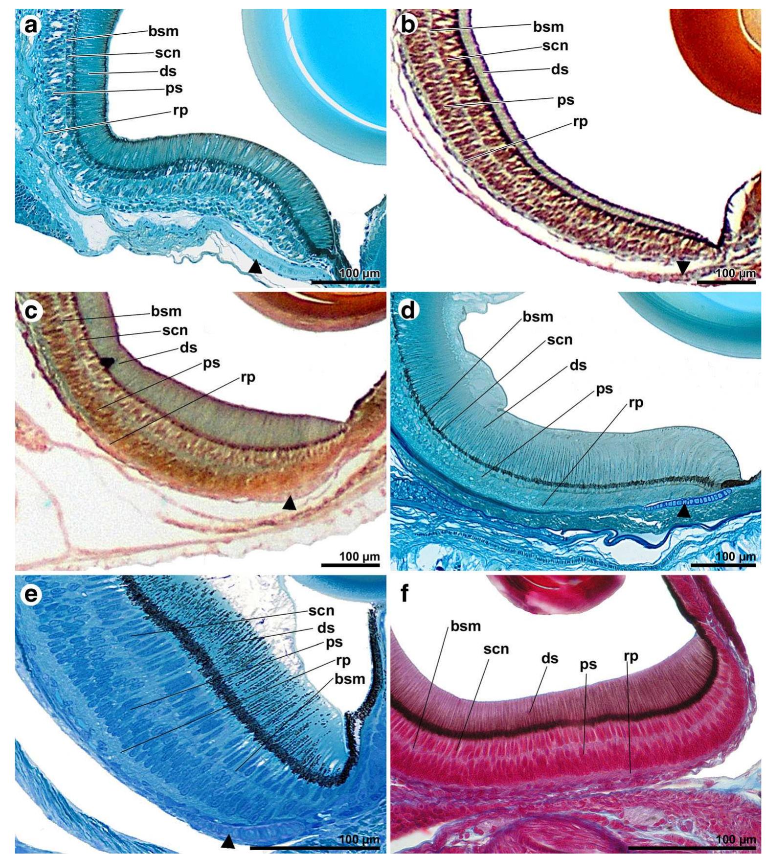 Figure 4 - Comparative 3D microanatomy and histology of the