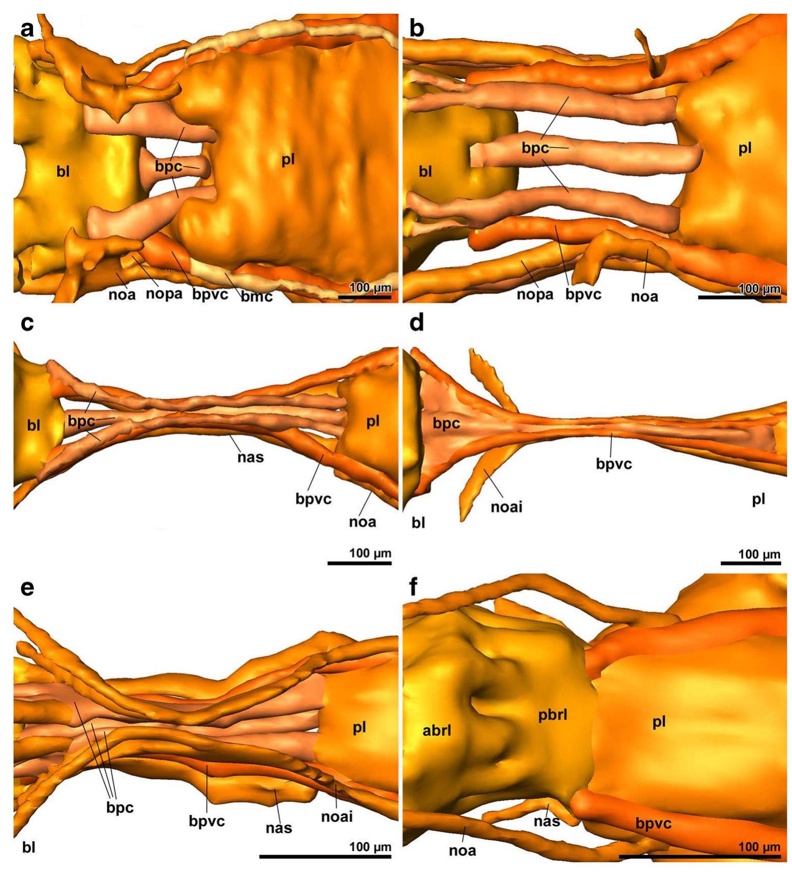 The brachial nerves and ganglia of the ventral arm pairs are