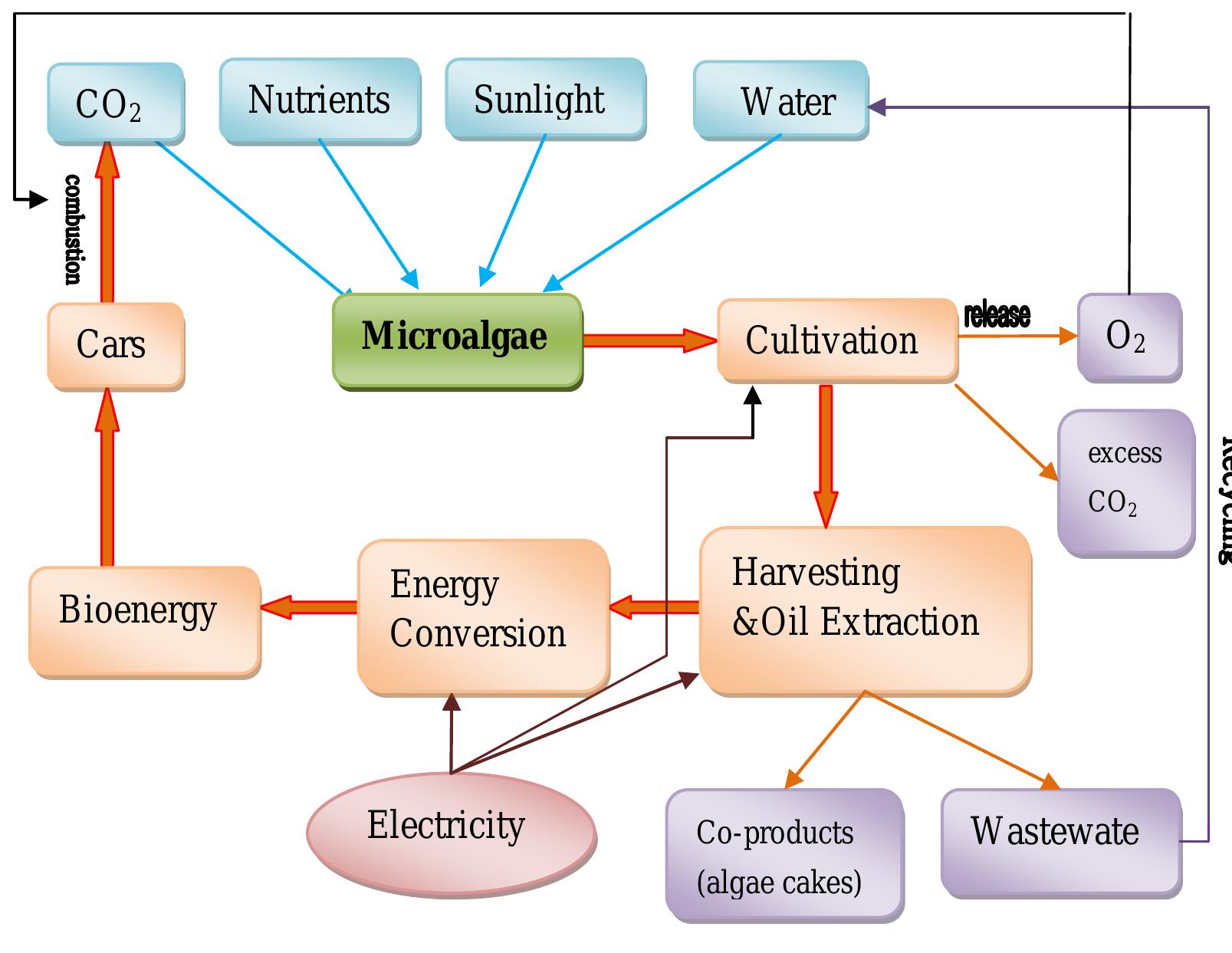 Life cycle analysis of microalgae bioenergy here is the life