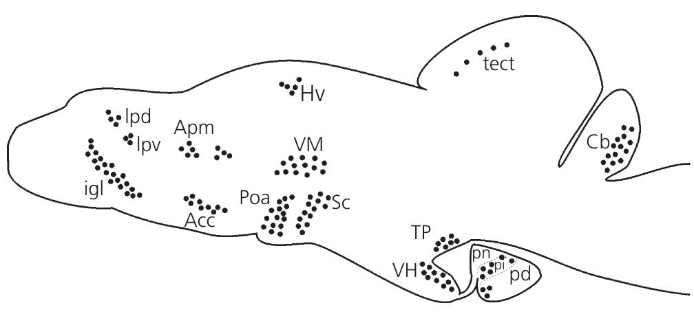 Schematic sagittal view of the brain of xenopus laevis. the