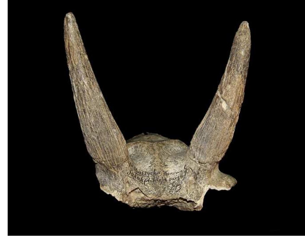Skull of a saiga antilope from maszycka cave. photo: d.