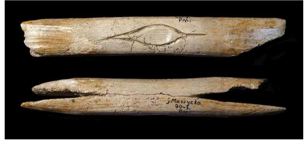 Decorated navette from maszycka cave. scale 2:3. photo: d.