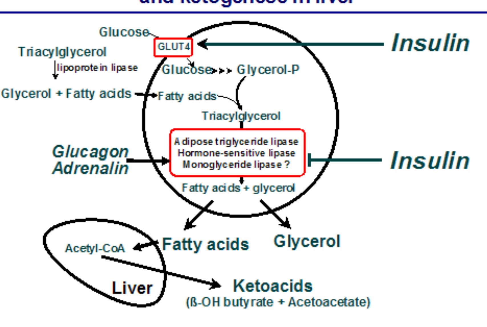 The "backbone" of triglycerides is a-glycerol phosphate