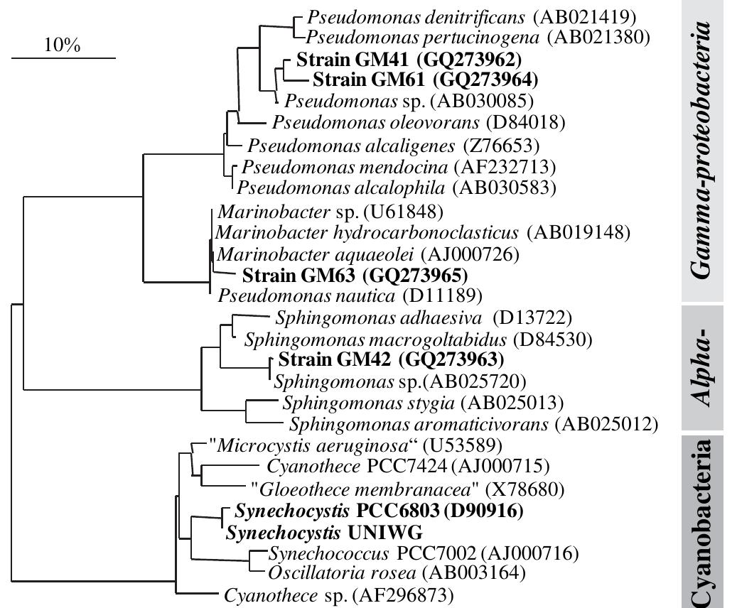16s rrna-based phylogenetic reconstruction of the four