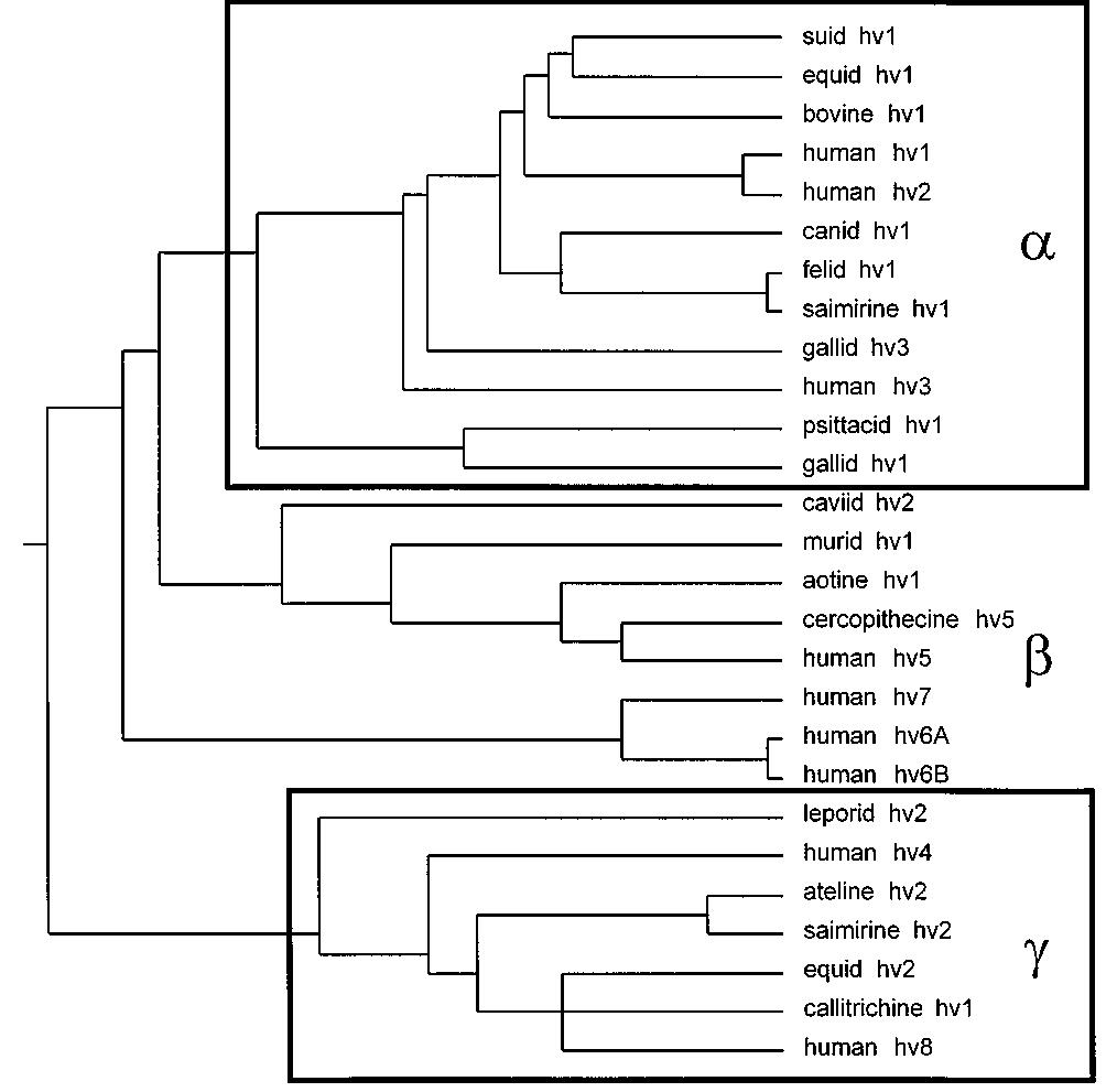 Phylogenetic tree of published and new herpesviral dna