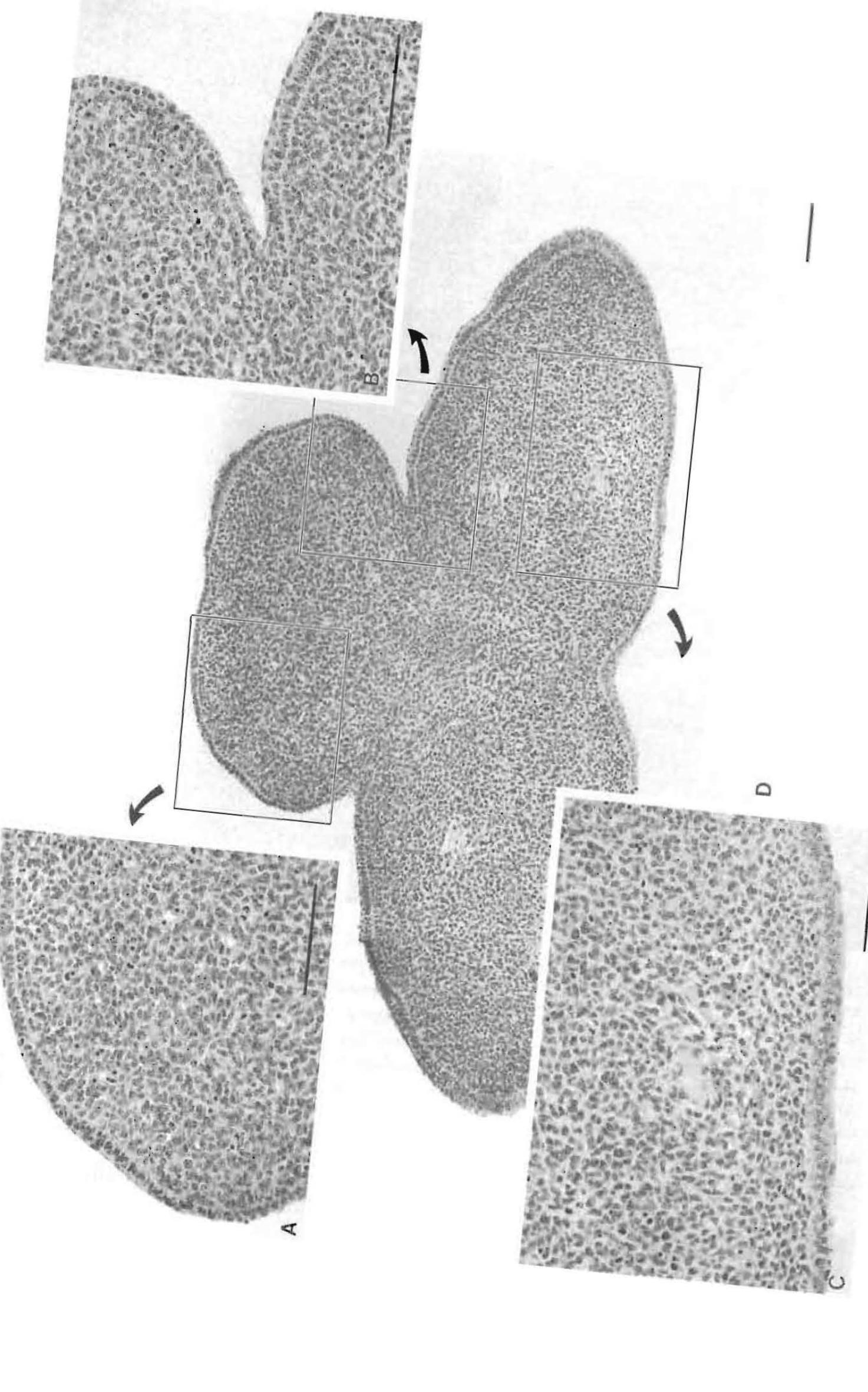 Figure 4 - Early embryonic mouse mandibular morphogenesis