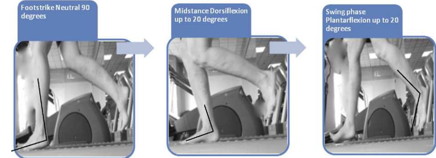 (PDF) The Anatomy and Biomechanics of Running
