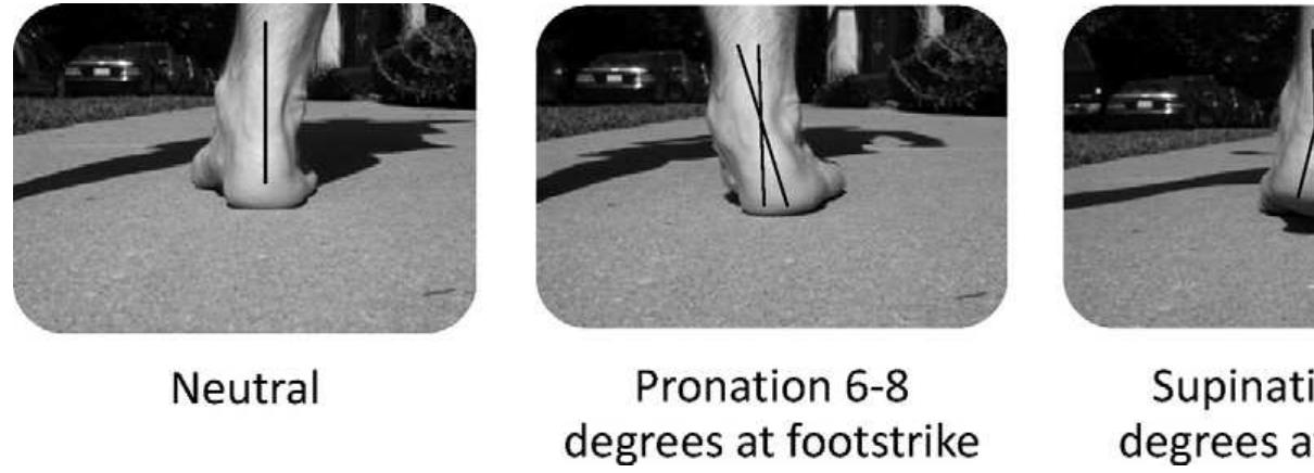 (PDF) The Anatomy and Biomechanics of Running