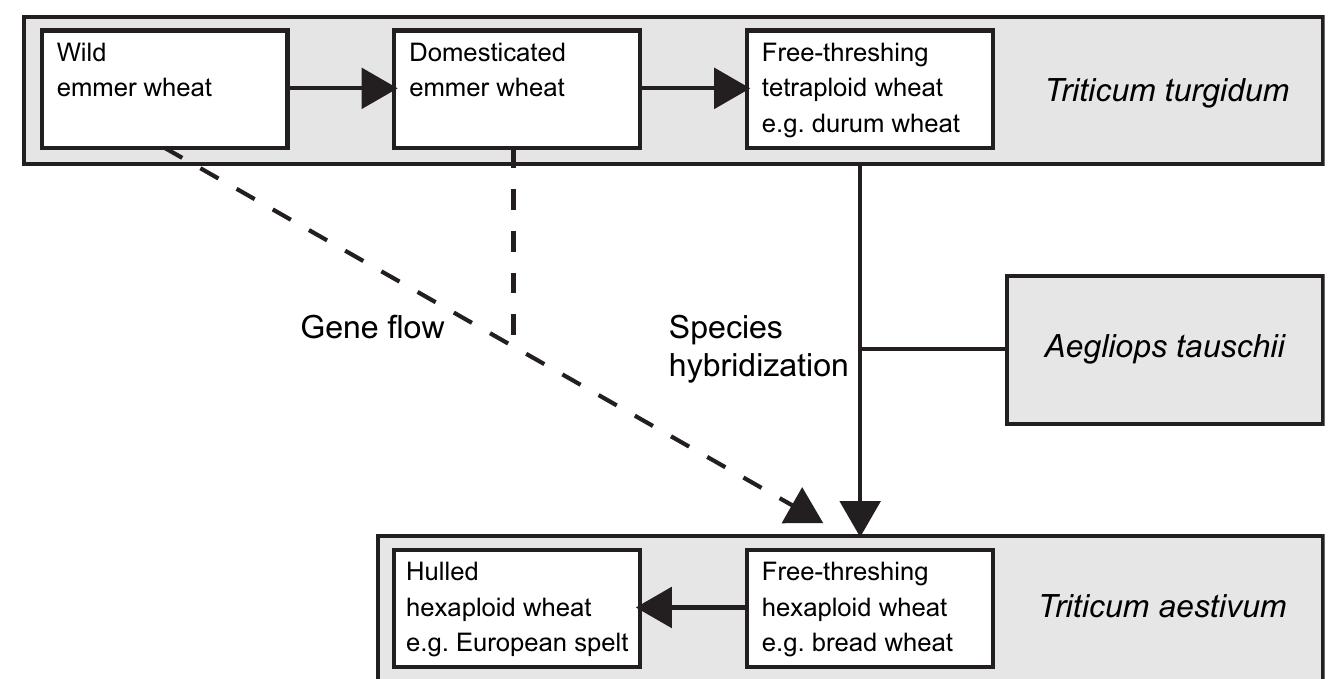 Schematic model for the evolution of wheat. the mutated (+1