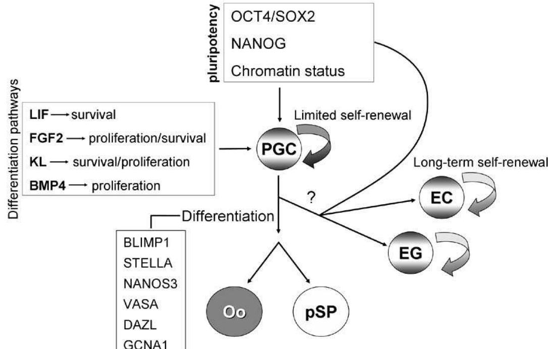 (2). schematic representation of the main intrinsic and