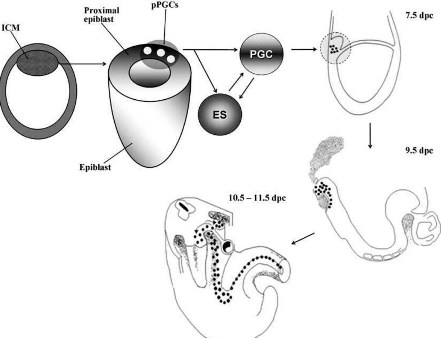 (3). schematic drawing of the origin of pgc precursors