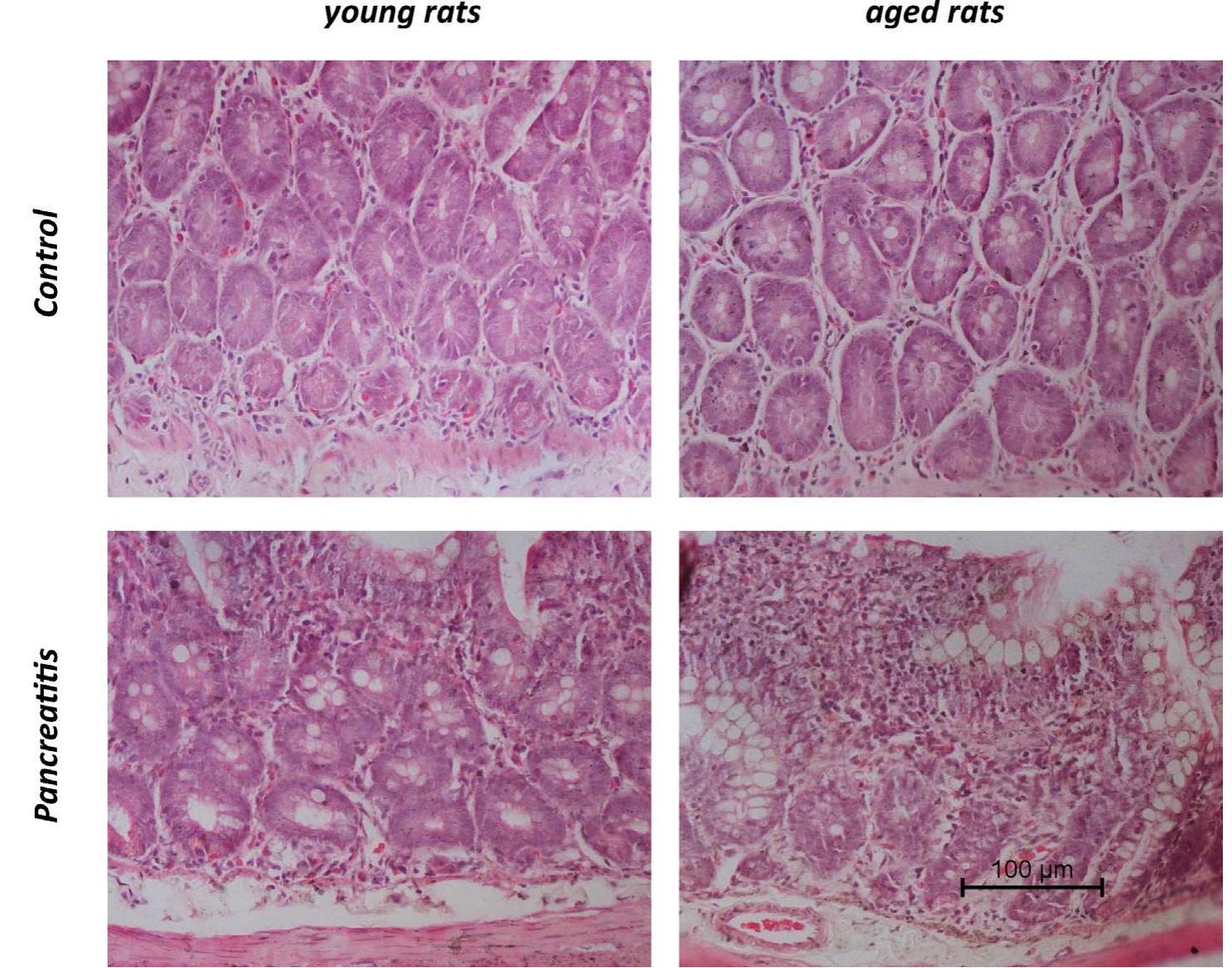 Histology of pancreatic tissues from control rats or rats
