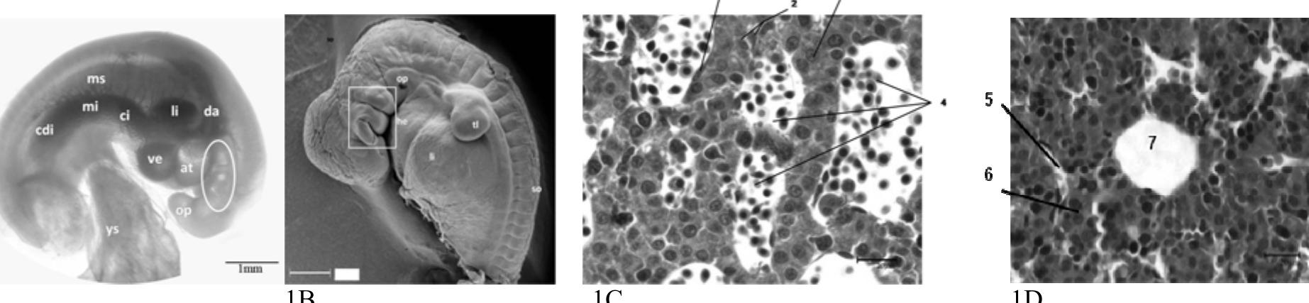 (a) embryo with 0.7cm. circle: brachial arcs; da, dorsal