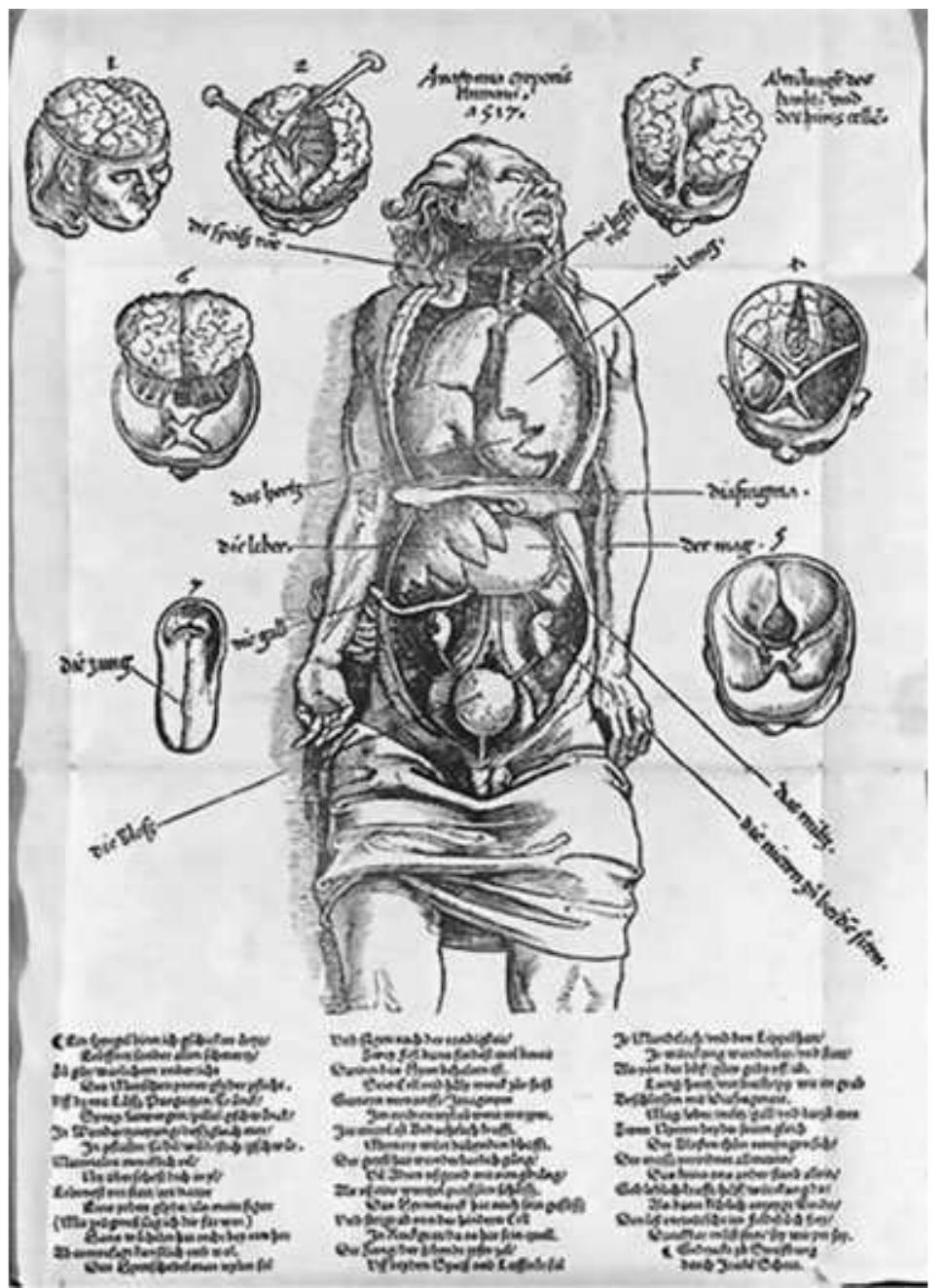 Dissection of the thorax, abdomen and cranium, woodcut, hans